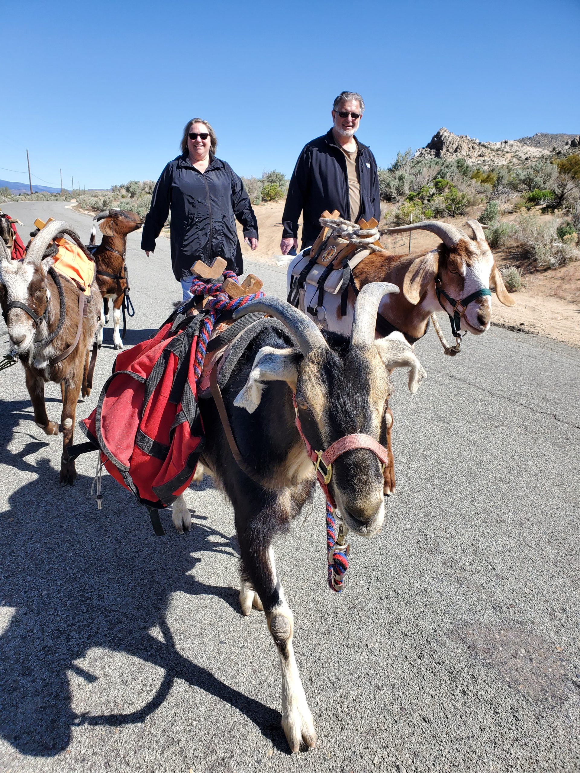 High Sierra Pack Goats - Goat Journal